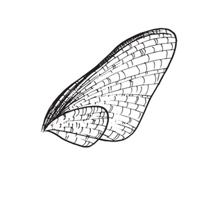 Bartender at Mayfly Taproom and Bottle Shop in Portland, OR